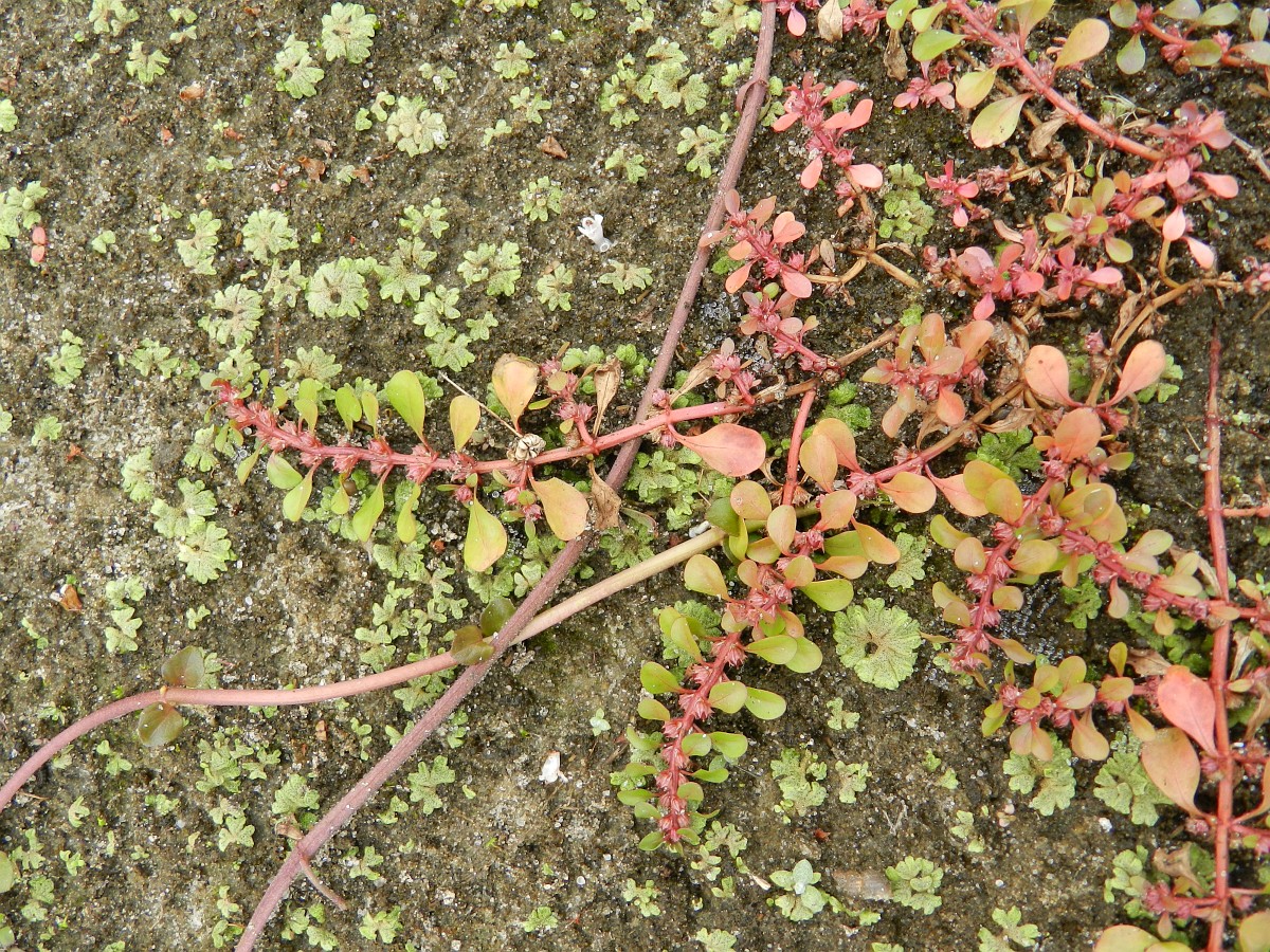 Lythrum portula, Water Purslane