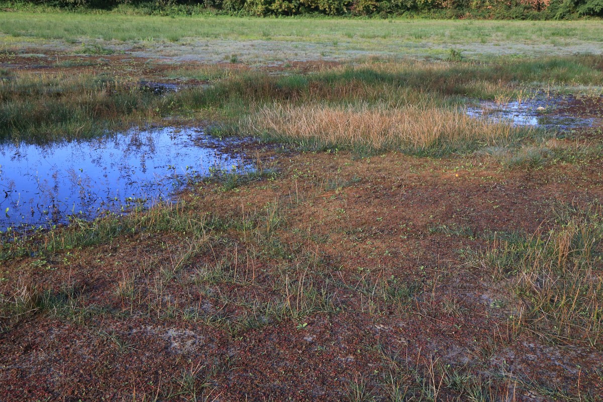 Lythrum portula, Water Purslane