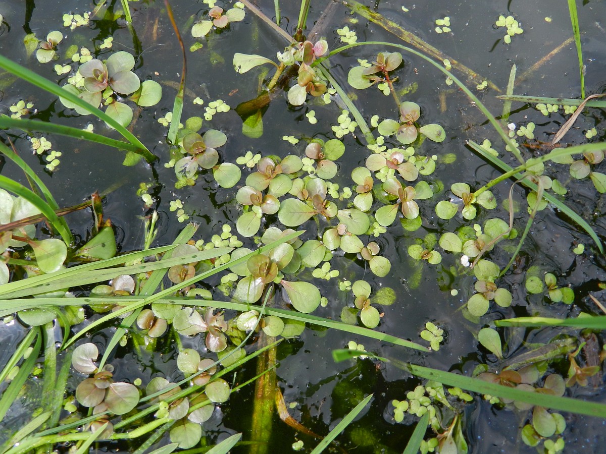 Lythrum portula, Water Purslane