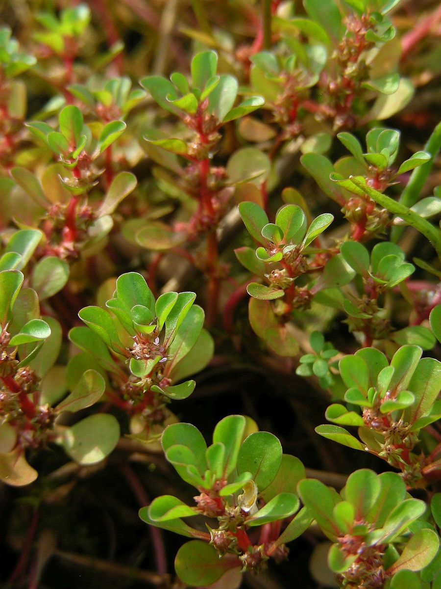 Lythrum portula, Water Purslane