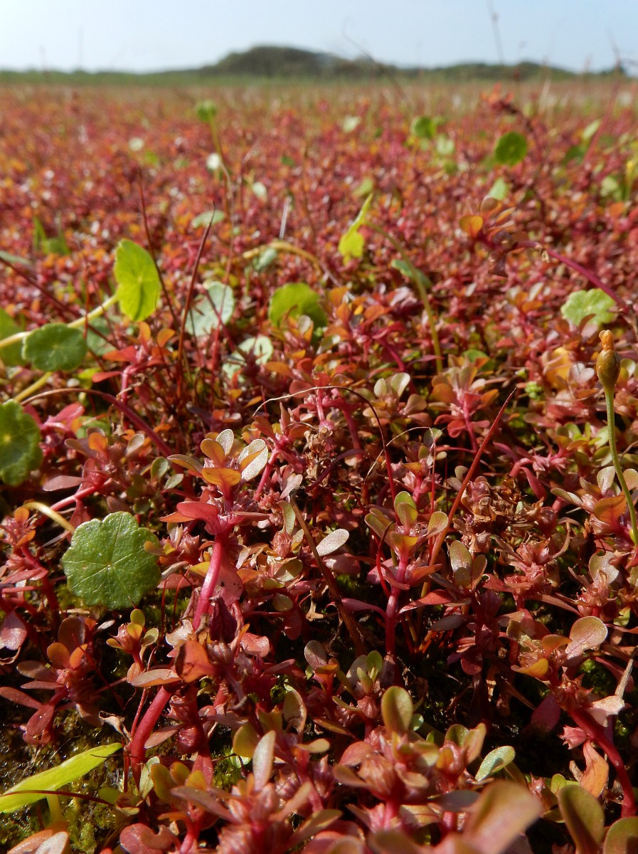 Lythrum portula, Water Purslane