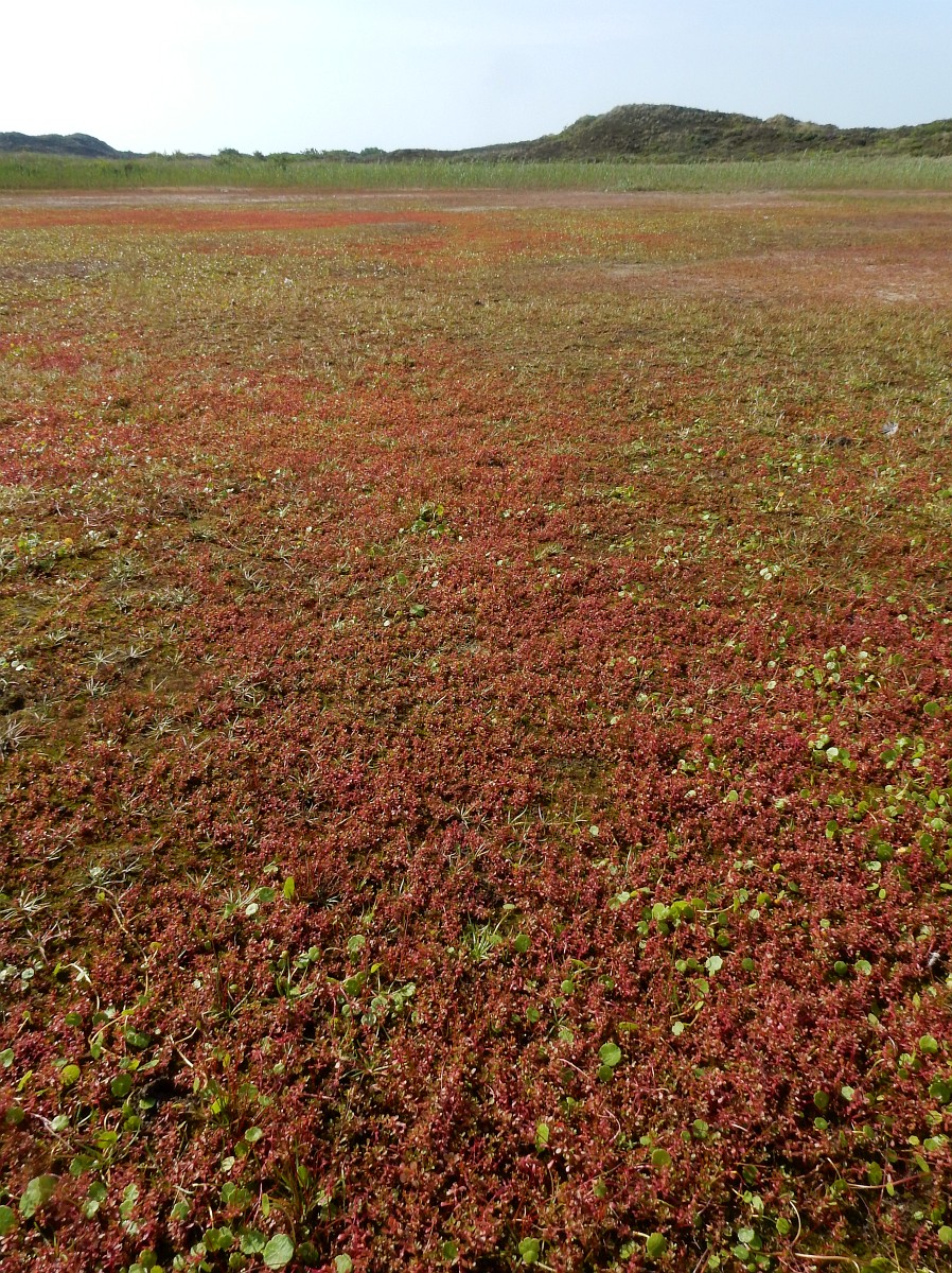Lythrum portula, Water Purslane