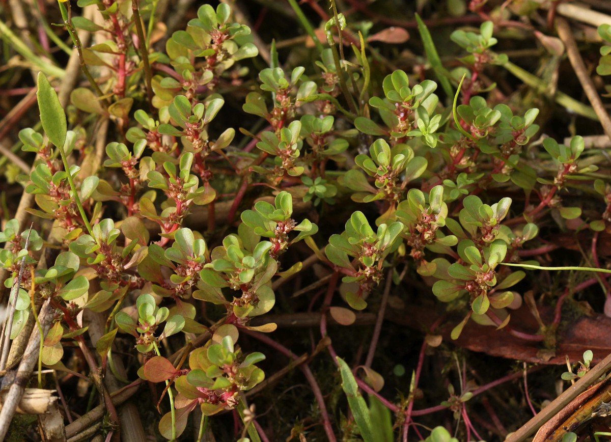 Lythrum portula, Water Purslane