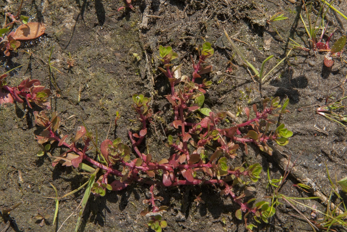 Lythrum portula, Water Purslane