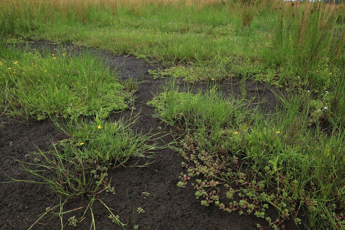 Lythrum portula, Water Purslane