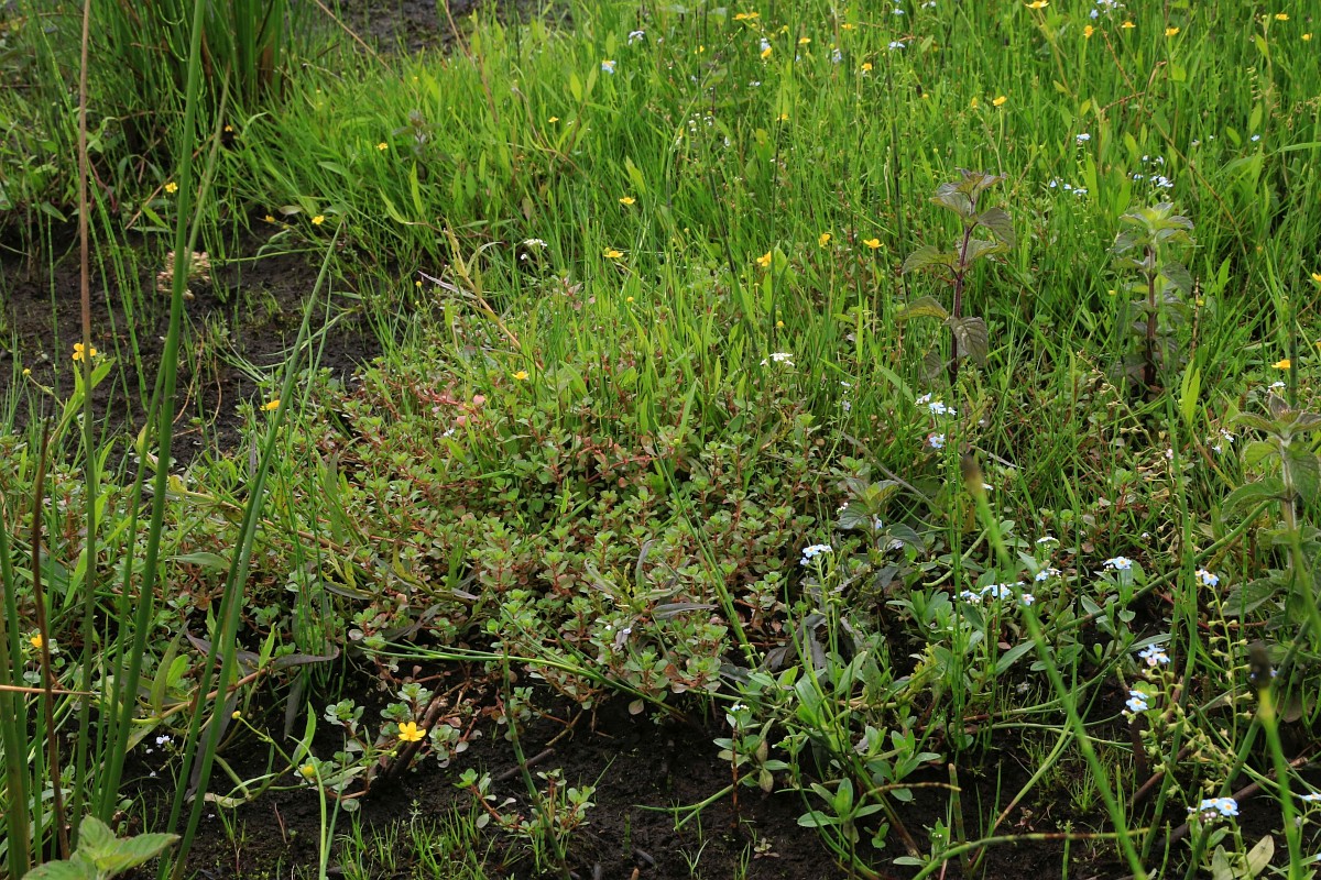 Lythrum portula, Water Purslane