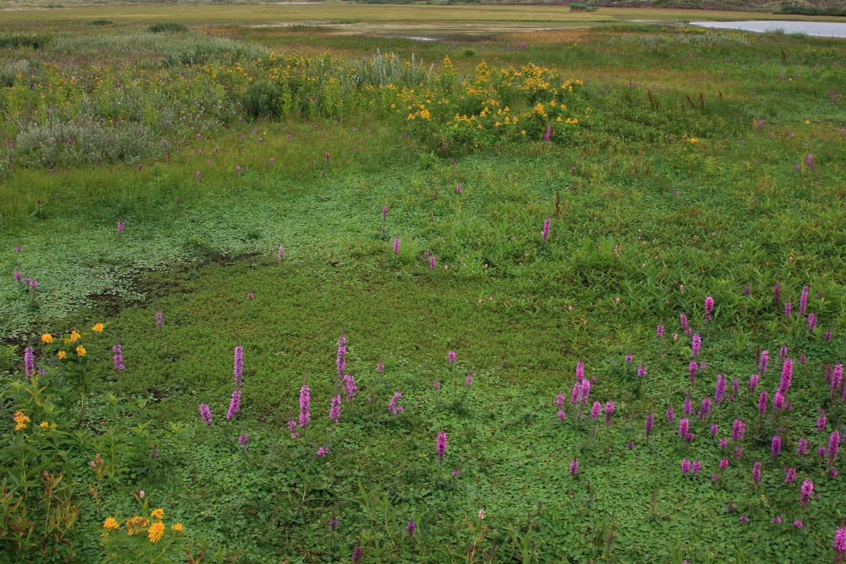 Lythrum portula, Water Purslane