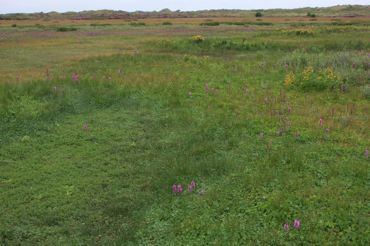 Lythrum portula, Water Purslane
