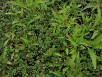 Lythrum portula, Water Purslane