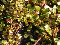 Lythrum portula, Water Purslane