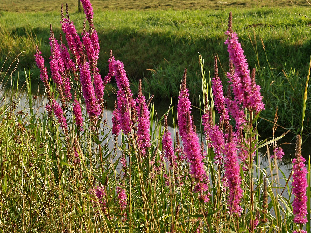 Lythrum salicaria, Purple Loosestrife