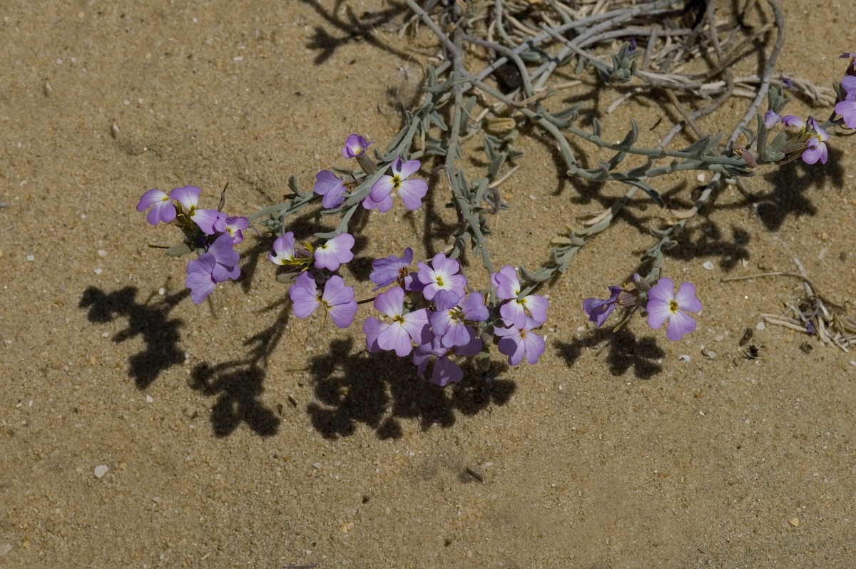 Malcolmia maritima, Virginia Stock