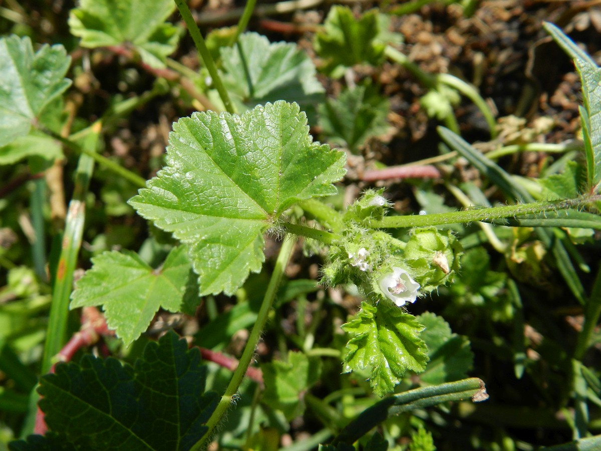 Malva pusilla, Small Mallow