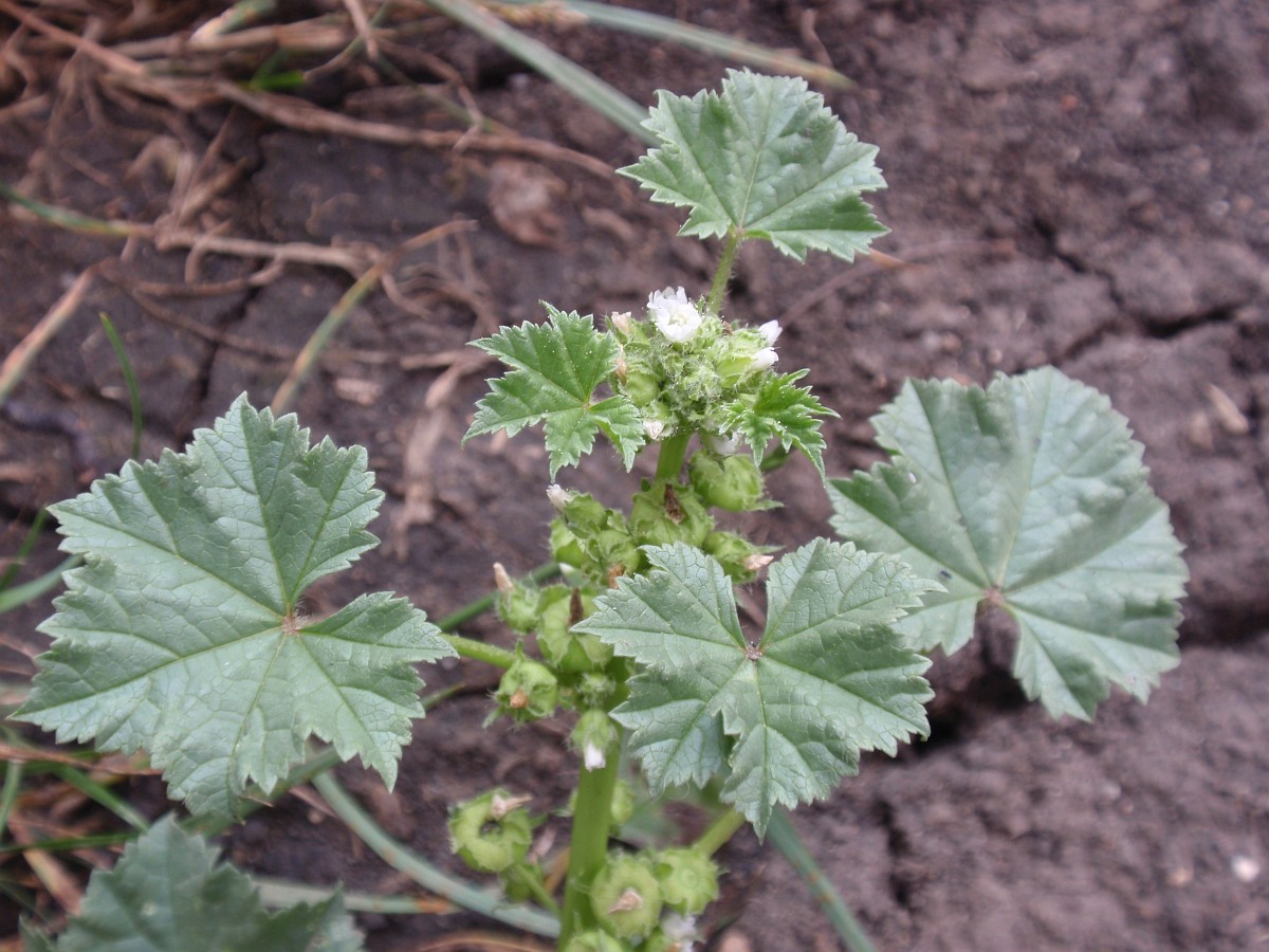 Malva pusilla, Small Mallow