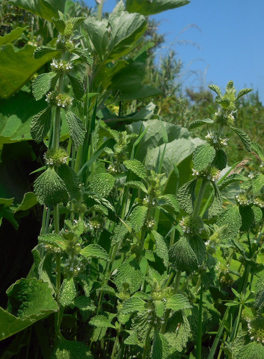 Marrubium vulgare, White Horehound