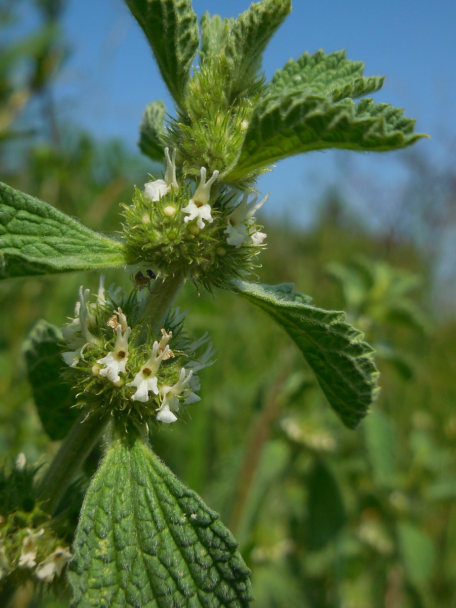 Marrubium vulgare, White Horehound