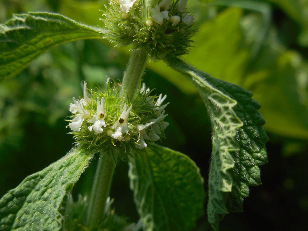 Marrubium vulgare, White Horehound