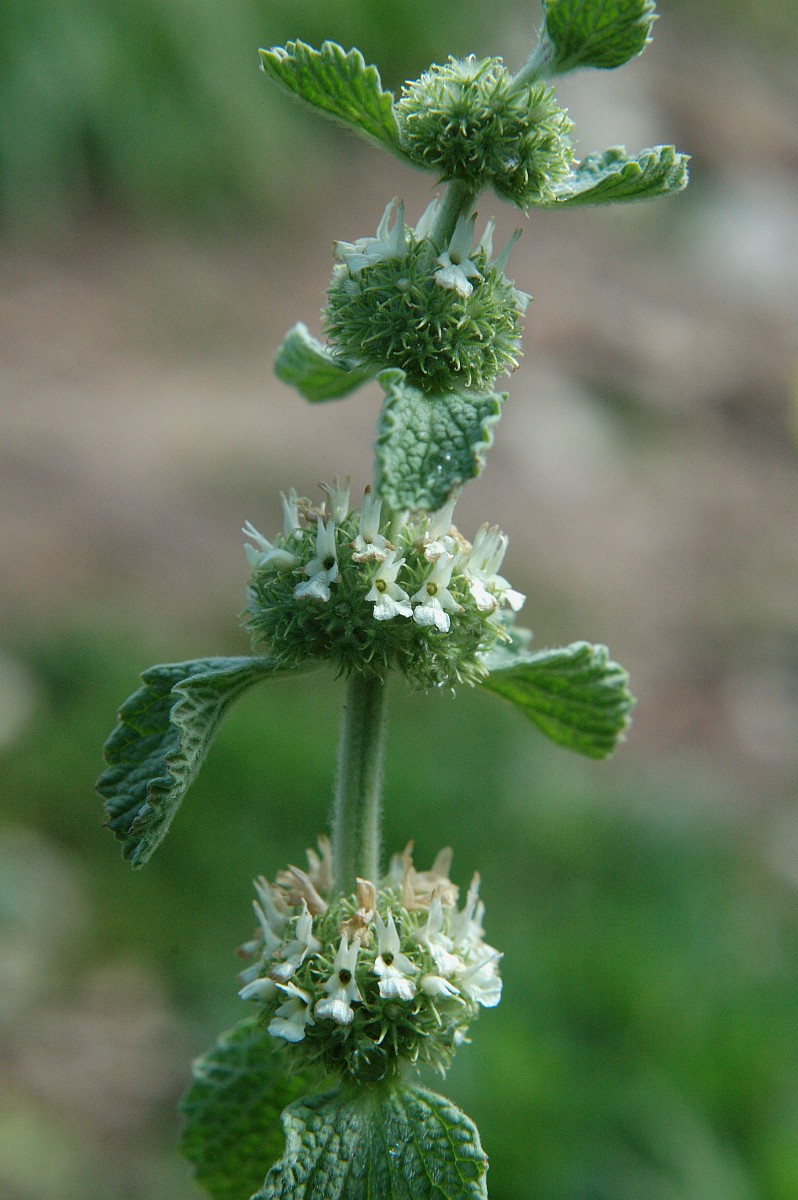 Marrubium vulgare, White Horehound