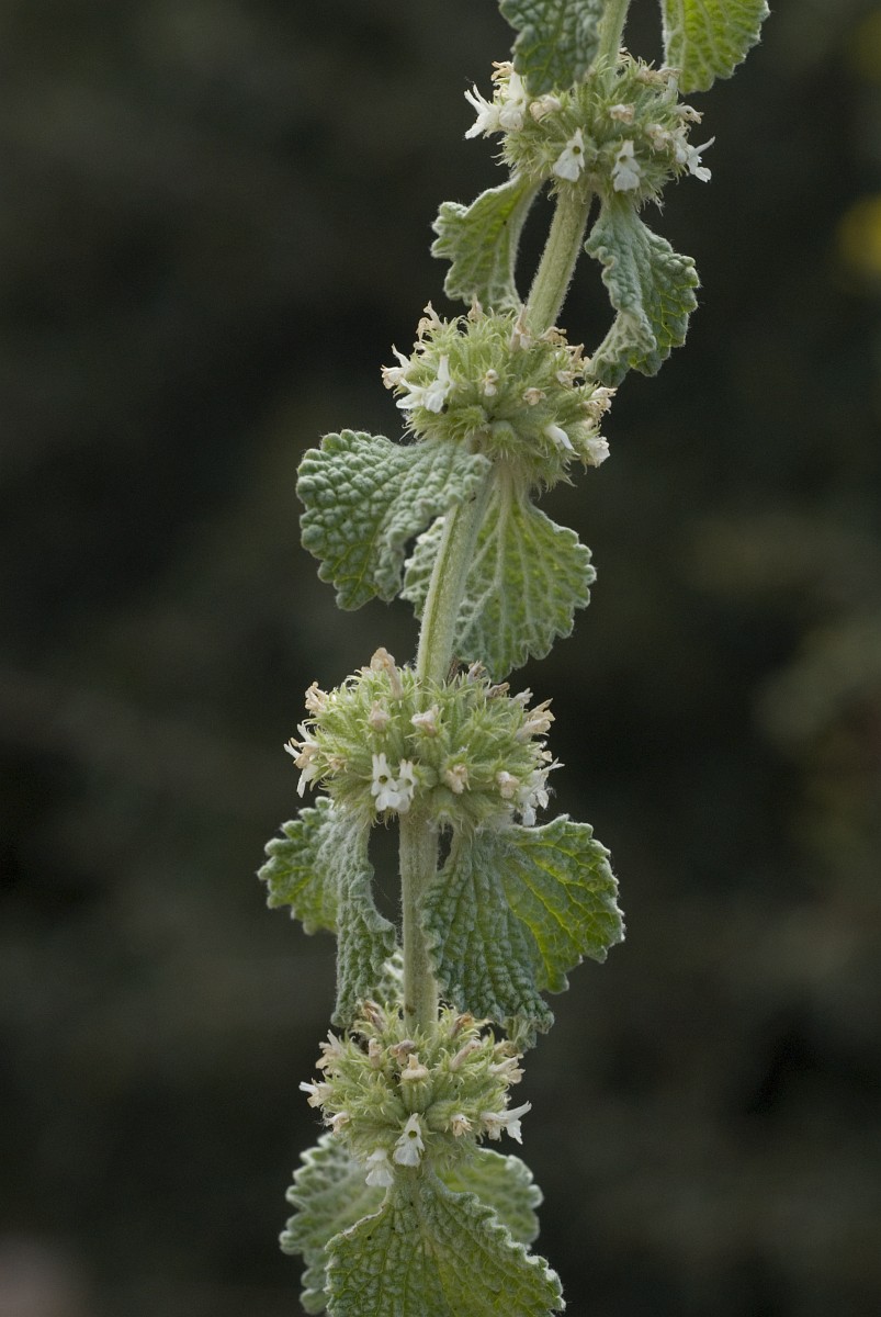 Marrubium vulgare, White Horehound