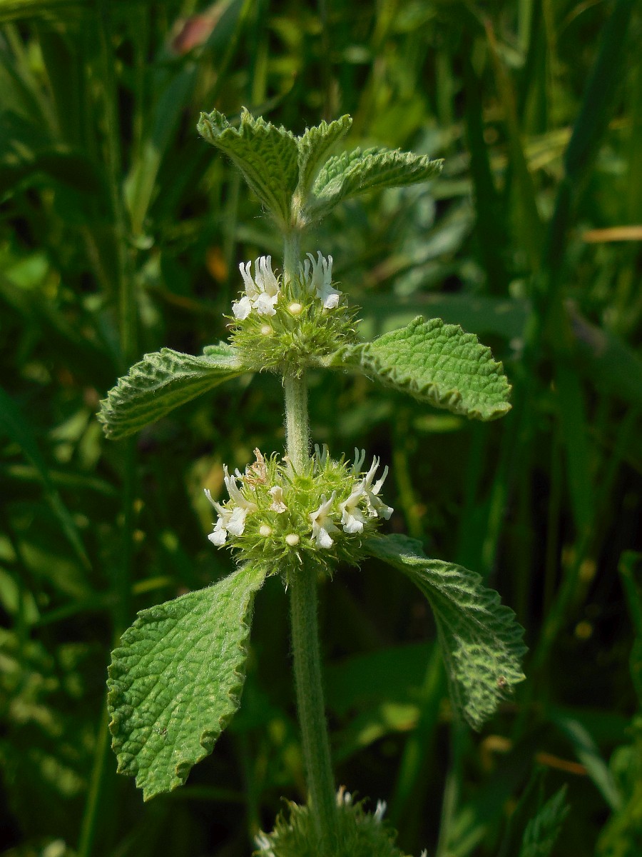 Marrubium vulgare, White Horehound