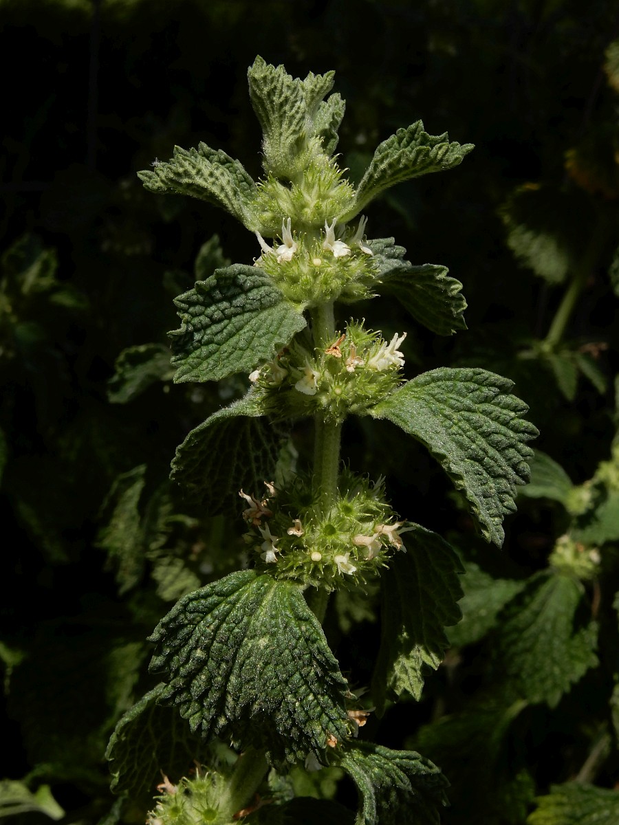 Marrubium vulgare, White Horehound