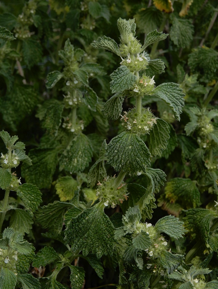 Marrubium vulgare, White Horehound
