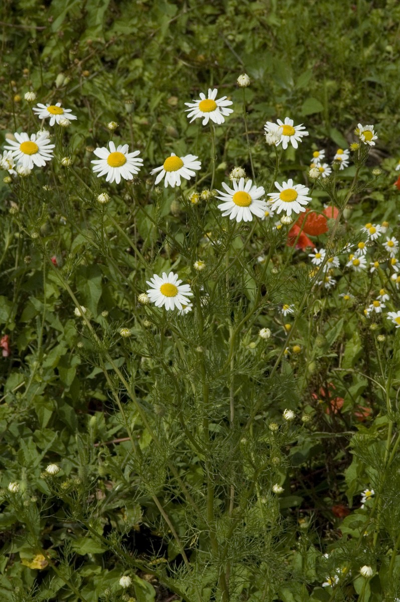 Matricaria maritima, Scentless Mayweed