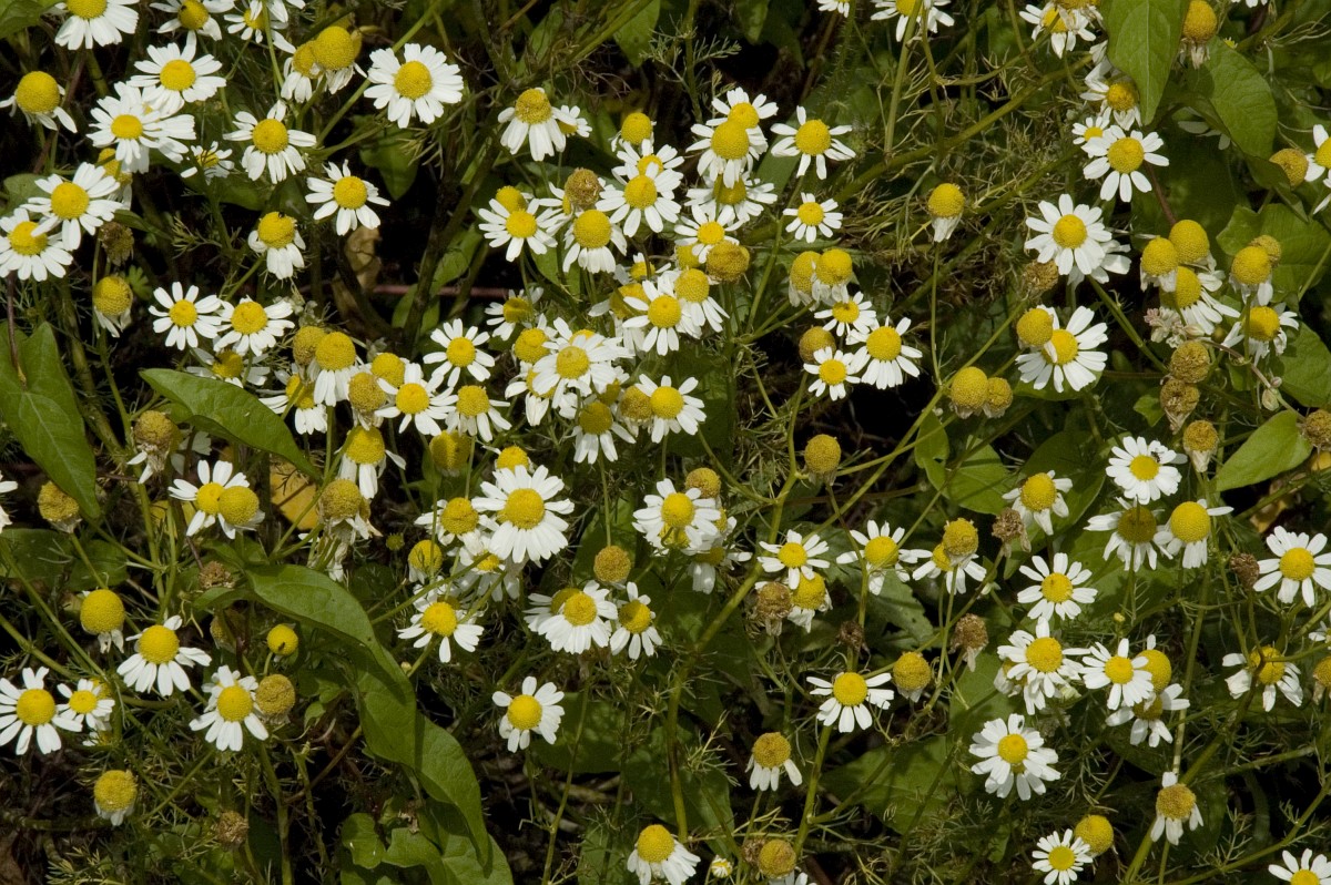Matricaria maritima, Scentless Mayweed
