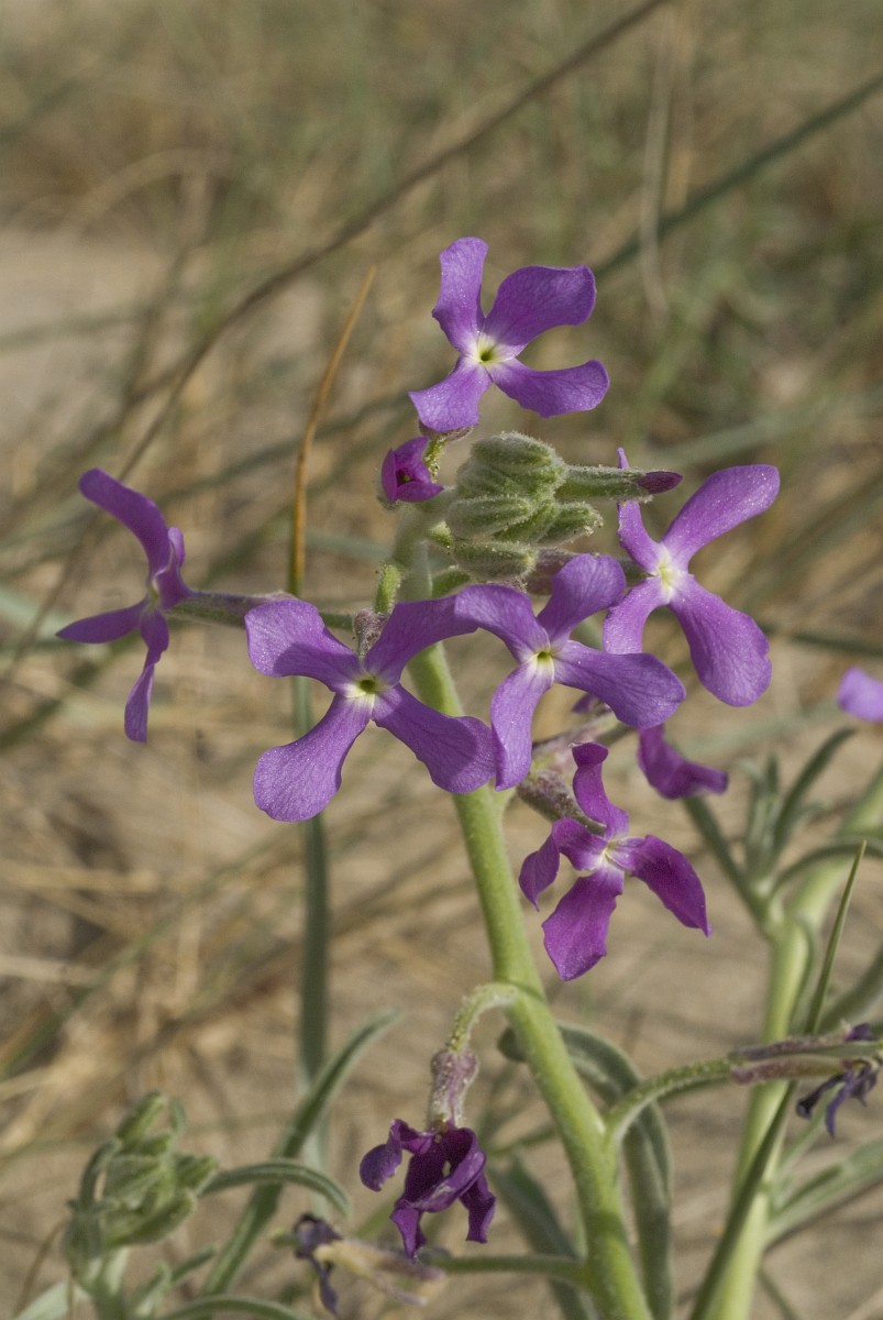 Matthiola sinuata, Sea Stock