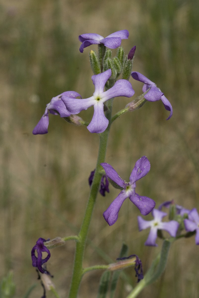 Matthiola sinuata, Sea Stock