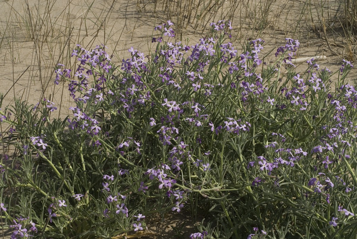 Matthiola sinuata, Sea Stock