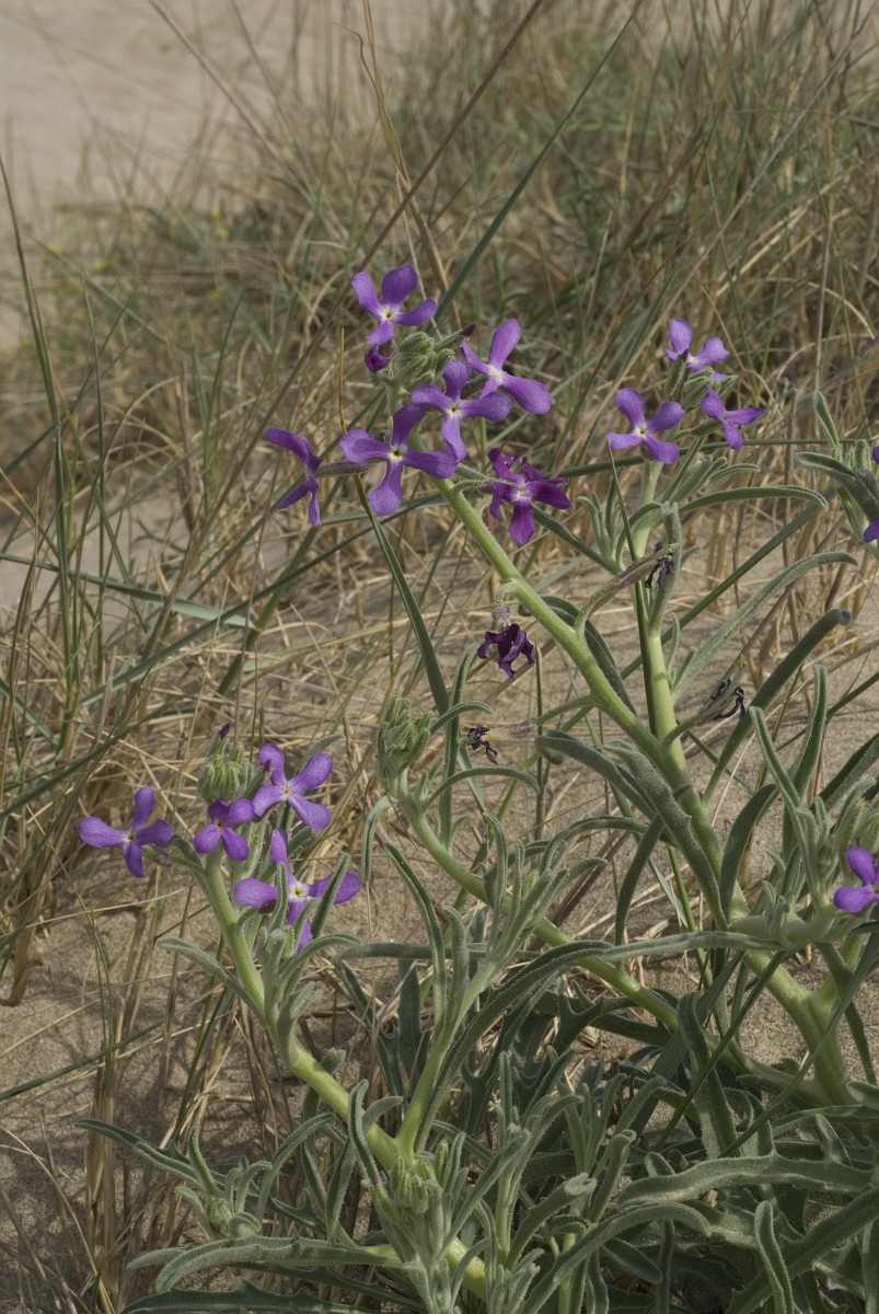 Matthiola sinuata, Sea Stock