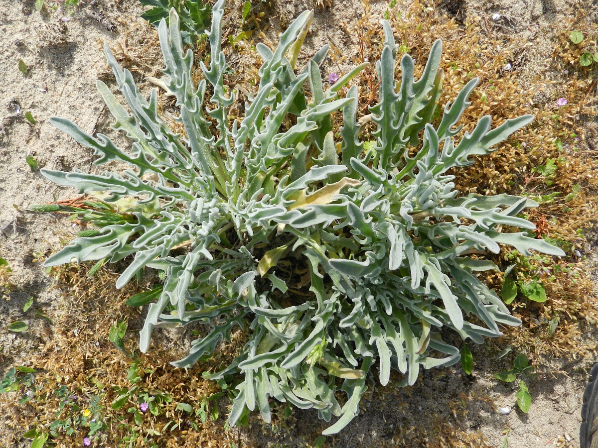 Matthiola sinuata, Sea Stock
