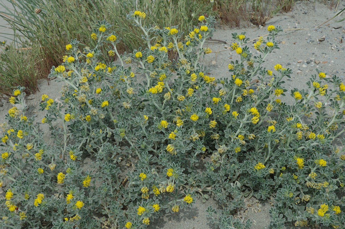 Medicago marina, Sea Medick