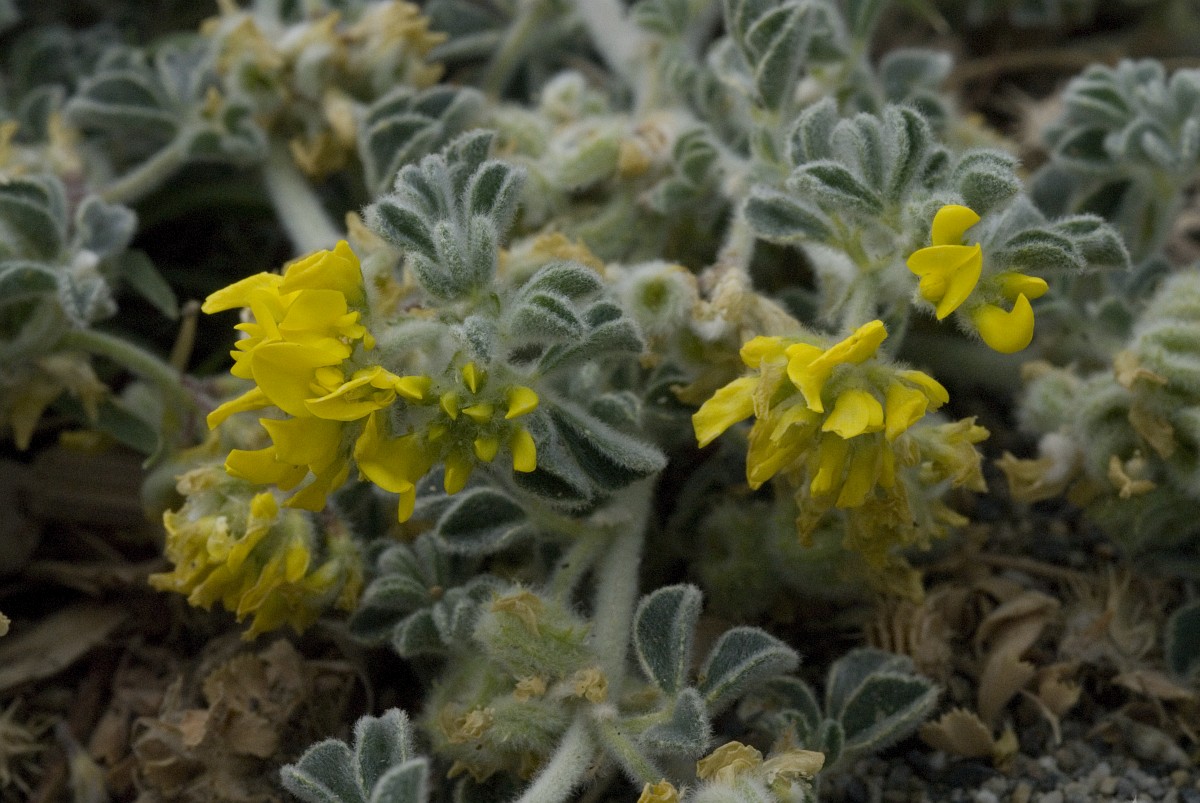 Medicago marina, Sea Medick