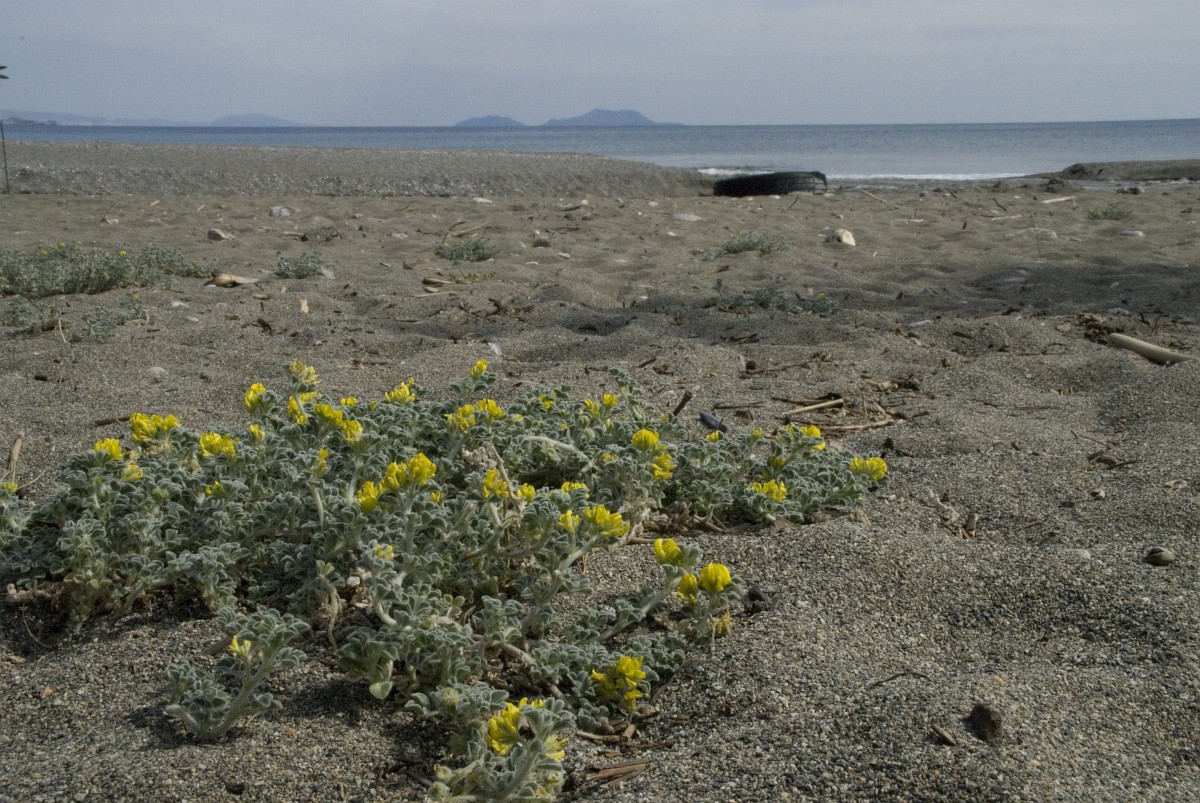 Medicago marina, Sea Medick