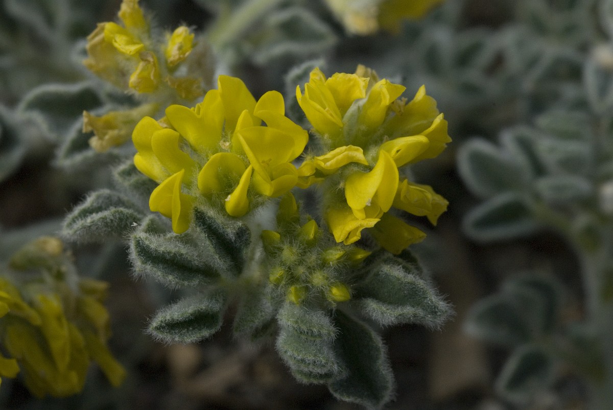 Medicago marina, Sea Medick