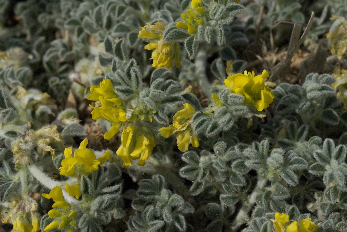 Medicago marina, Sea Medick