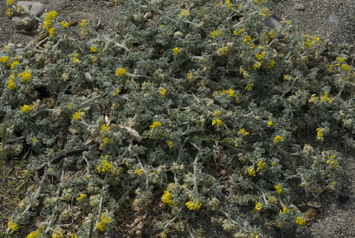 Medicago marina, Sea Medick