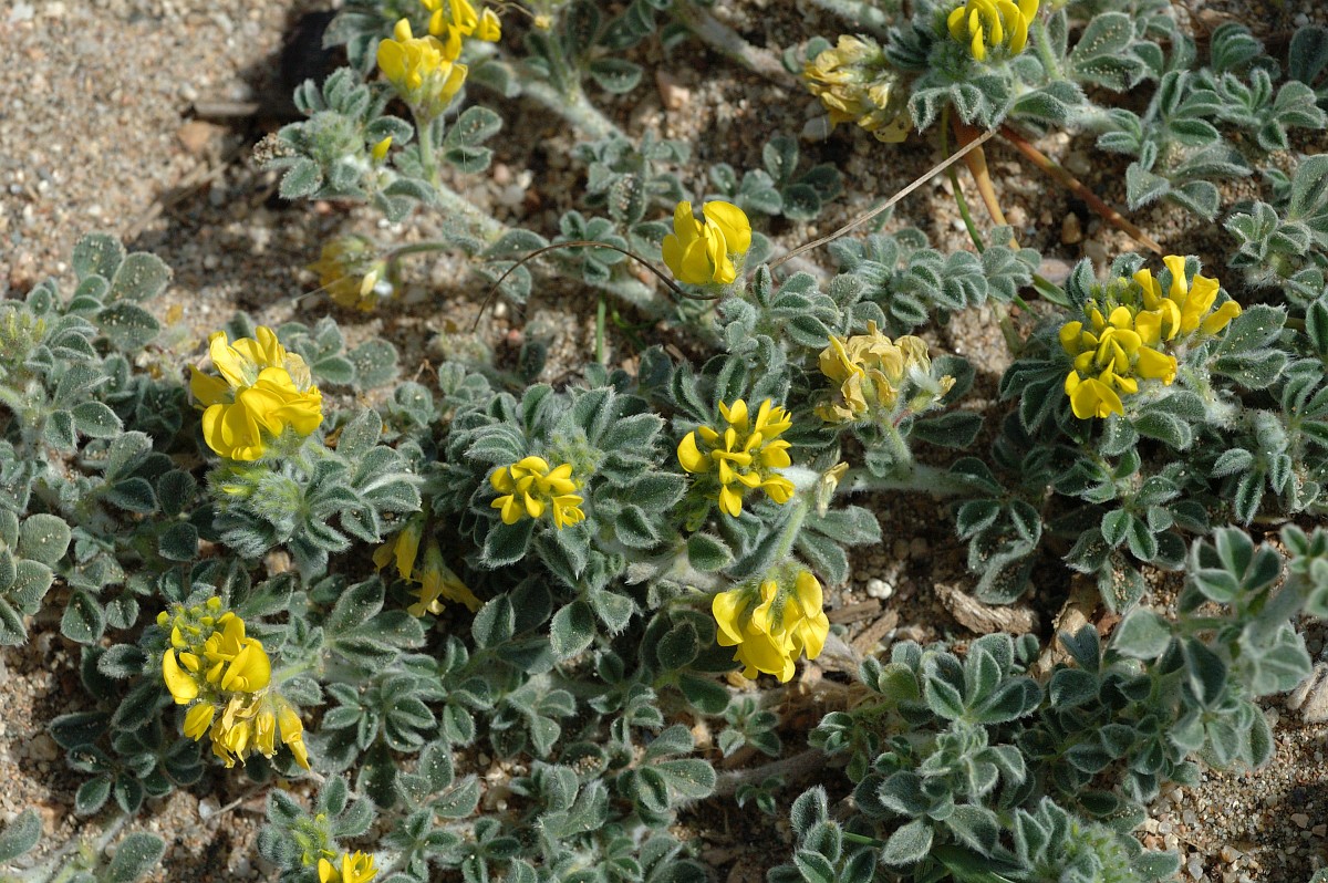 Medicago marina, Sea Medick