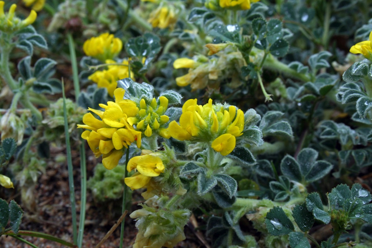 Medicago marina, Sea Medick