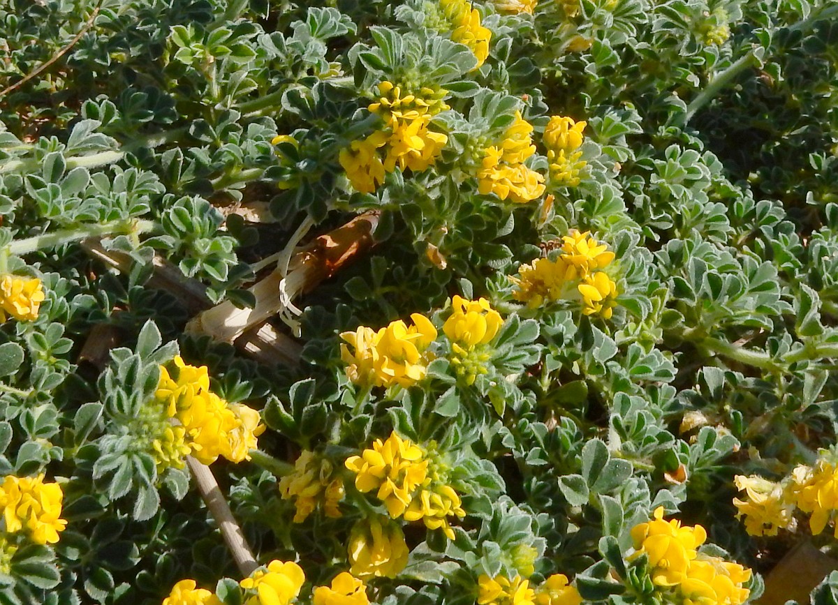 Medicago marina, Sea Medick