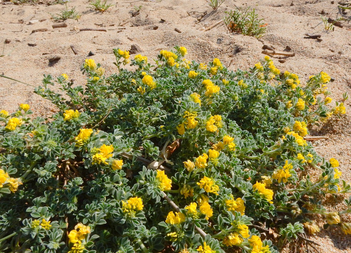 Medicago marina, Sea Medick