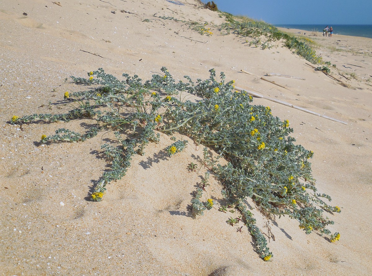 Medicago marina, Sea Medick