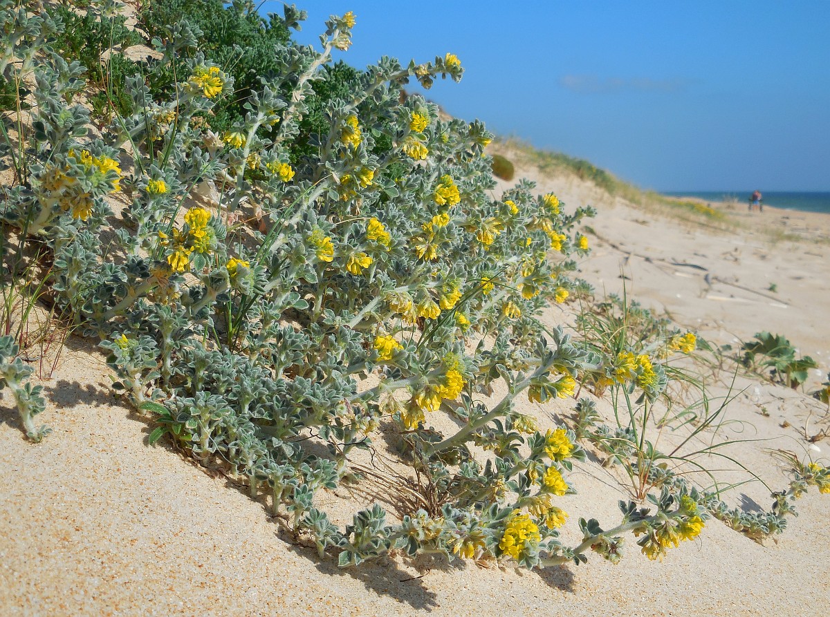 Medicago marina, Sea Medick