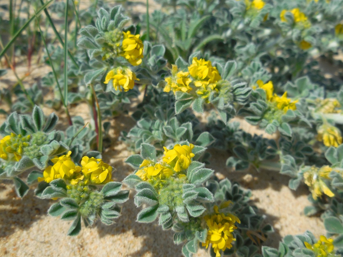 Medicago marina, Sea Medick