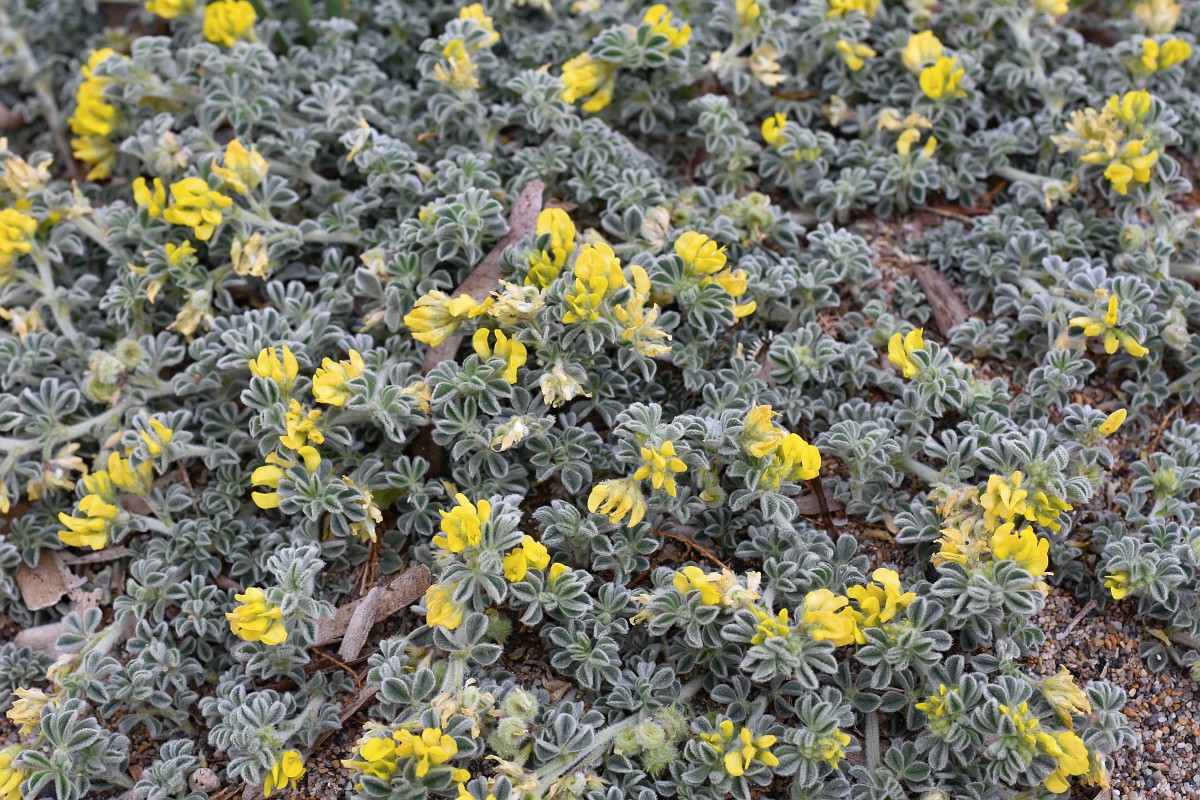 Medicago marina, Sea Medick