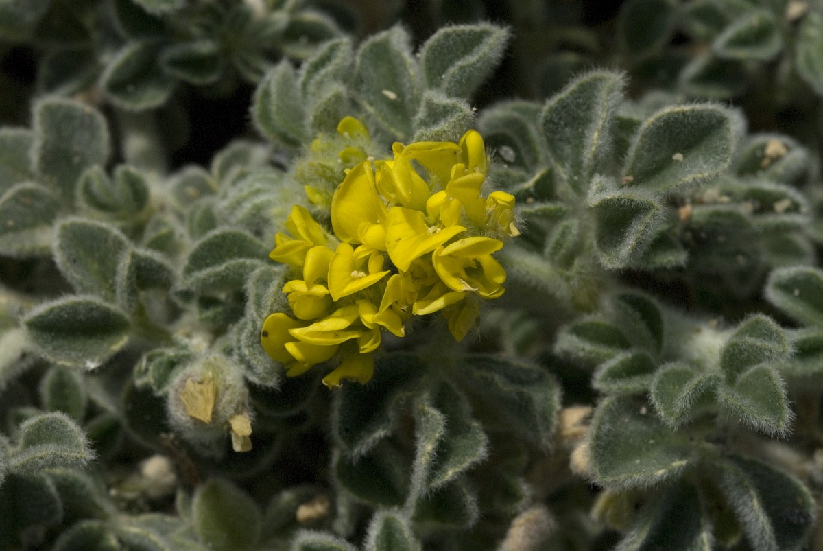 Medicago marina, Sea Medick