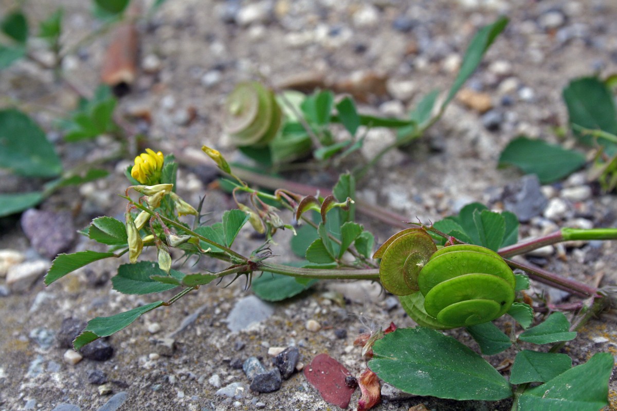 Medicago orbicularis, Blackdisk Medick