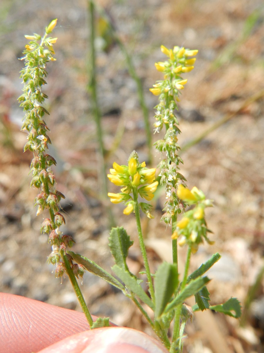 Melilotus indicus, Small Melilot